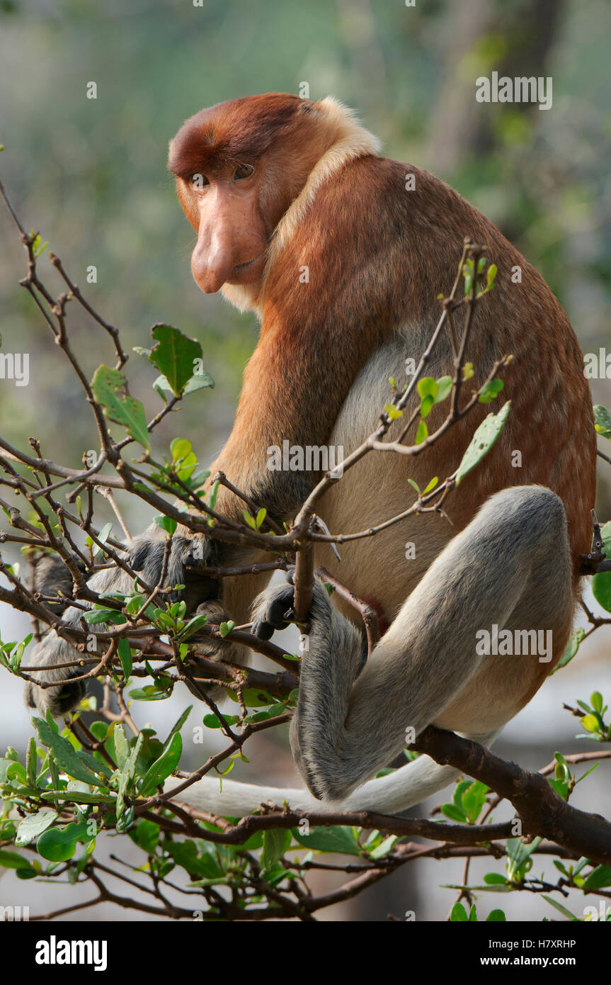 Proboscis Monkey (Nasalis larvatus) male, Bako National Park, Sarawak ...