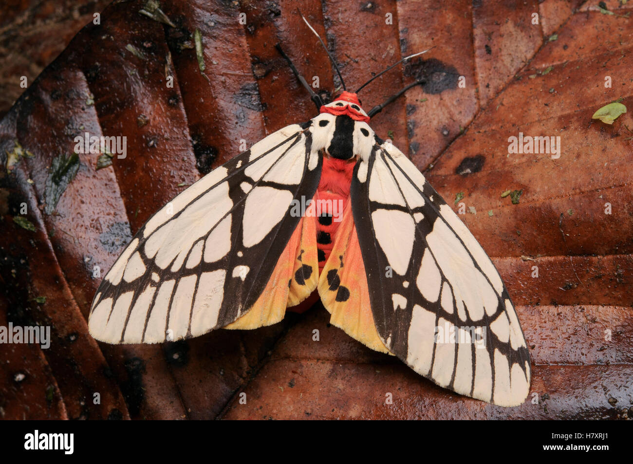 Footman Moth (Areas galactina), Gunung Penrissen, Sarawak, Borneo ...
