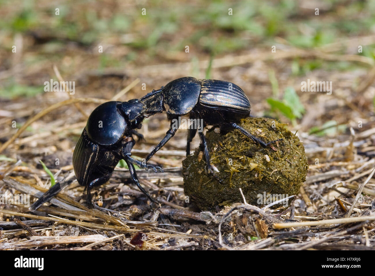 Dung Beetle (Scarabaeus laticollis) pair fighting over dung ball, Sardinia, Italy Stock Photo ...