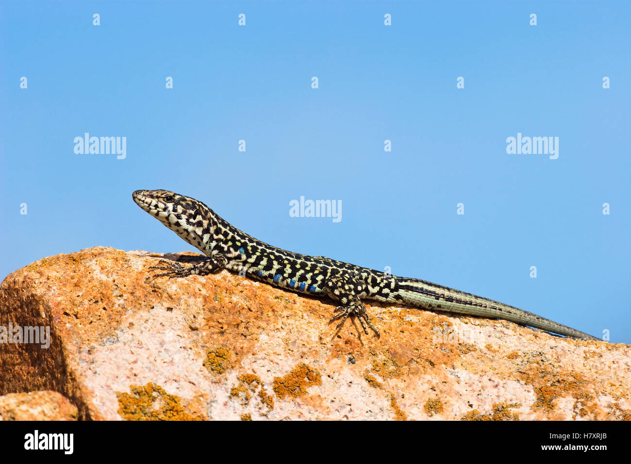 Tyrrhenian Wall Lizard (Podarcis tiliguerta) basking, Sardinia, Italy ...
