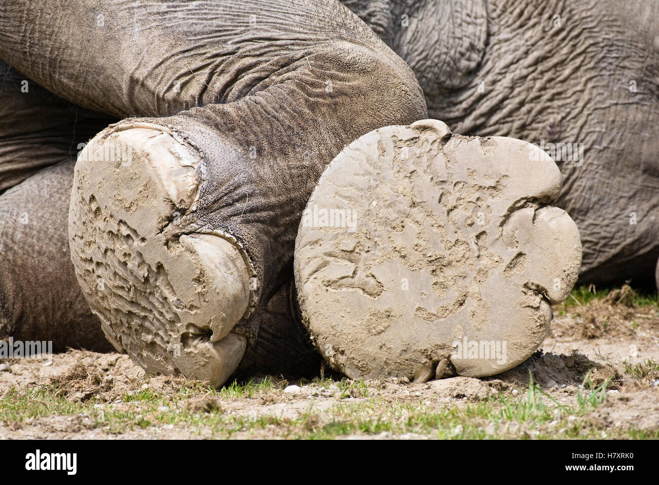 Asian Elephant (Elephas maximus) feet, native to southeast Asia Stock ...