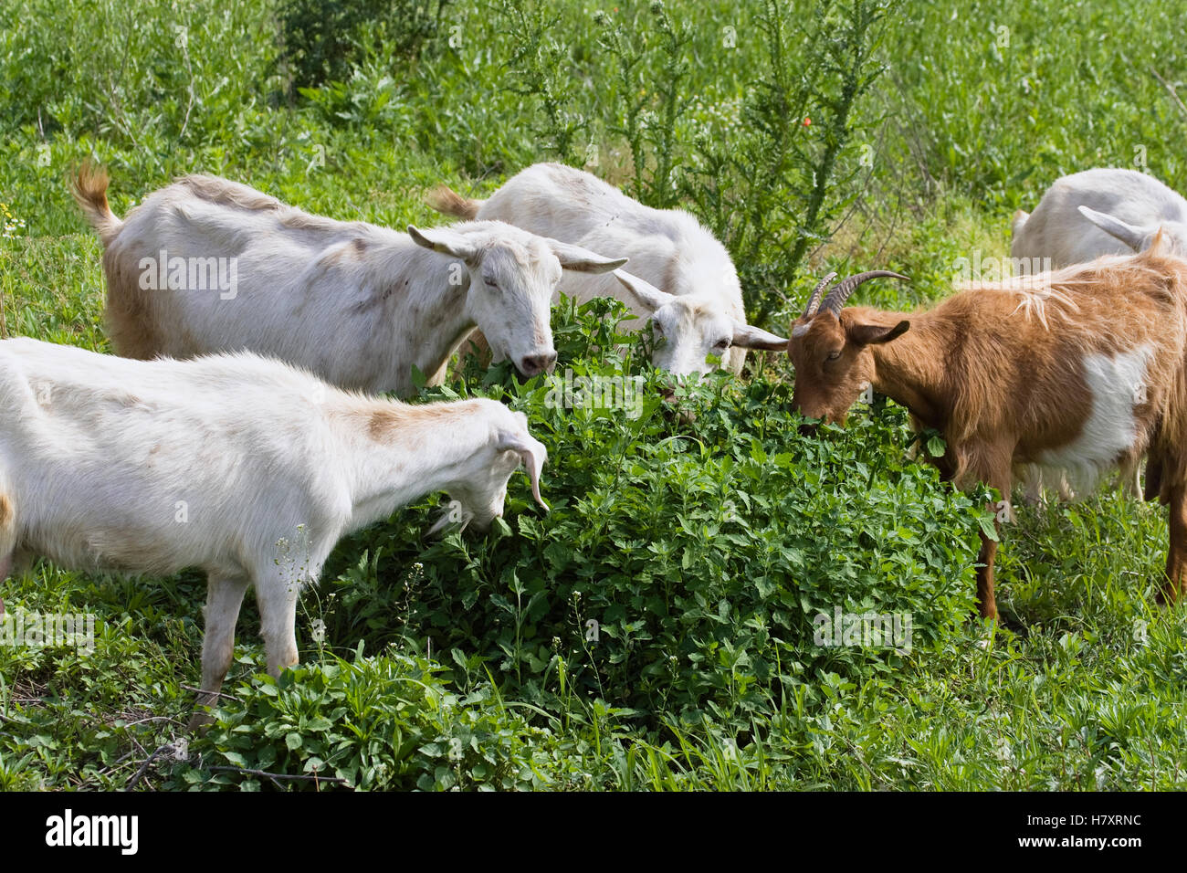 Domestic Goat (Capra hircus) group browsing on shrub, Pleven, Bulgaria ...