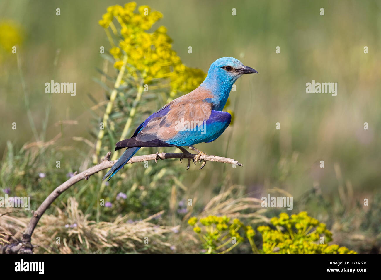 European Roller (Coracias garrulus), Bulgaria Stock Photo - Alamy