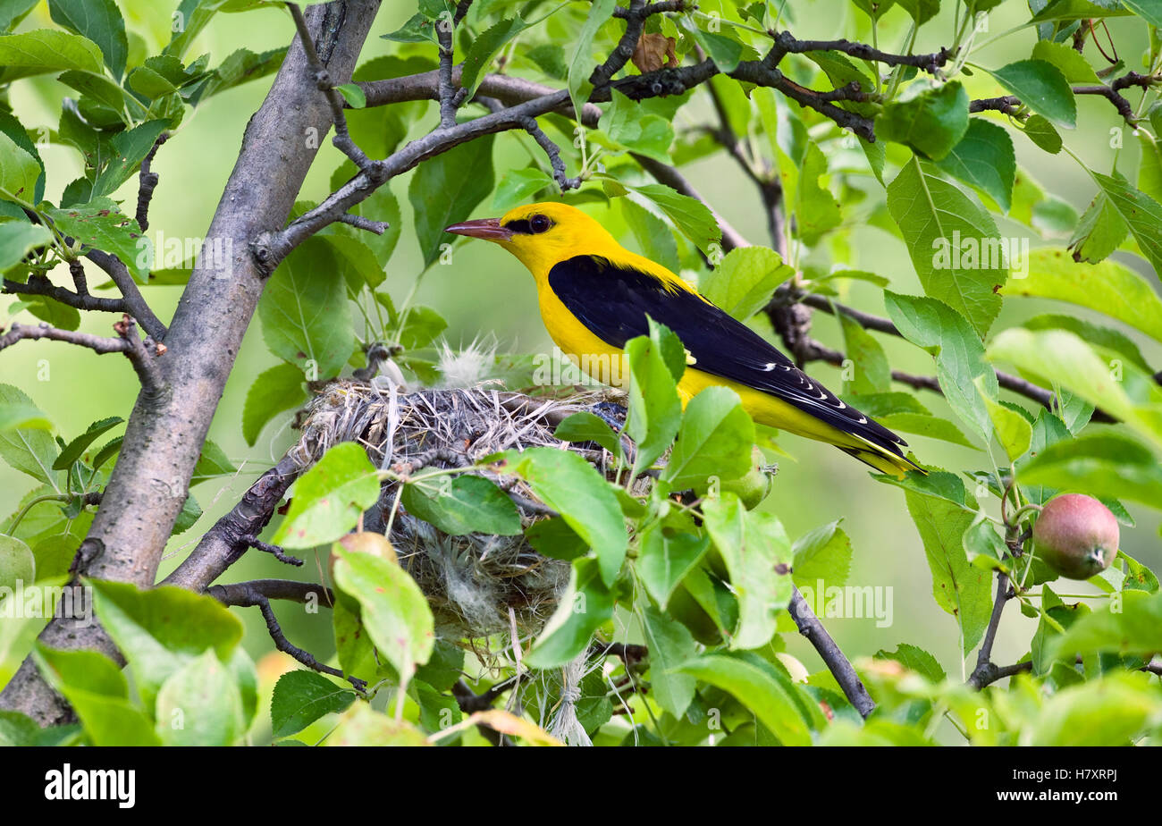 Golden Oriole (Oriolus oriolus) male at nest, Bulgaria Stock Photo - Alamy