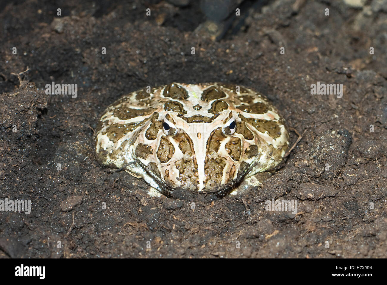 Cranwell's Horned Frog (Ceratophrys cranwelli), native to South America ...