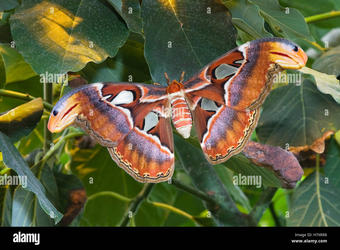 Atlas Moth (Attacus atlas), native to southeast Asia Stock Photo - Alamy