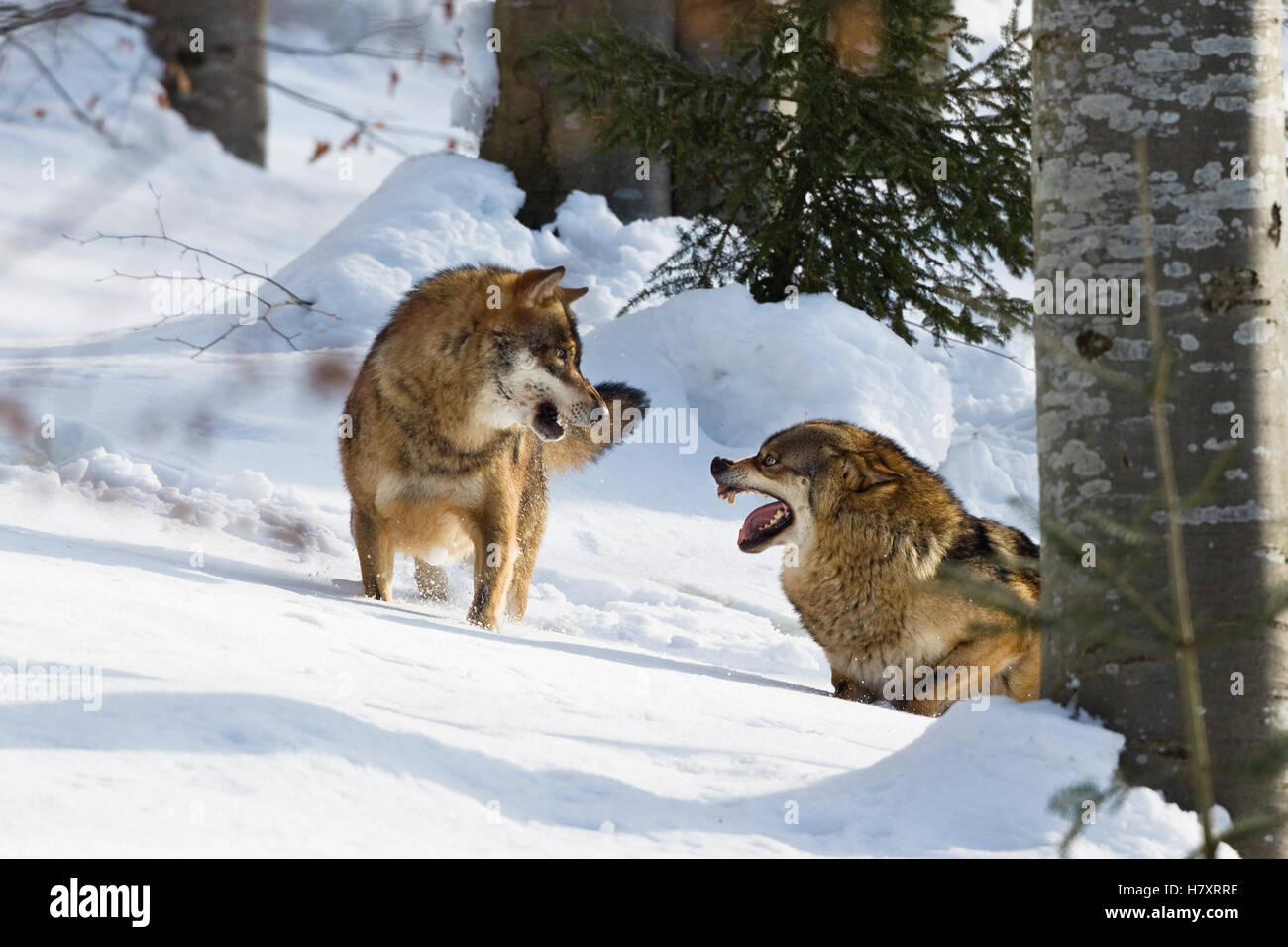 Gray Wolf (Canis lupus) pair showing aggression, Bayrischer Wald ...