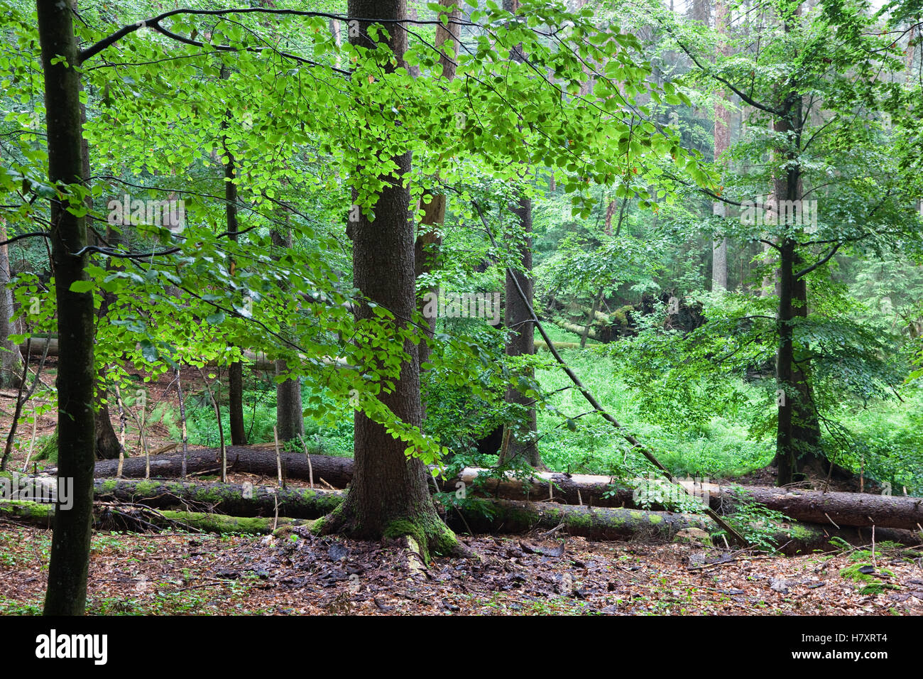 European Beech (Fagus sylvatica) forest, Bayrischer Wald National Park ...