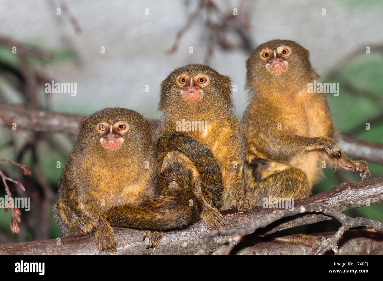 Pygmy Marmoset (Cebuella pygmaea) trio, native to South America Stock ...