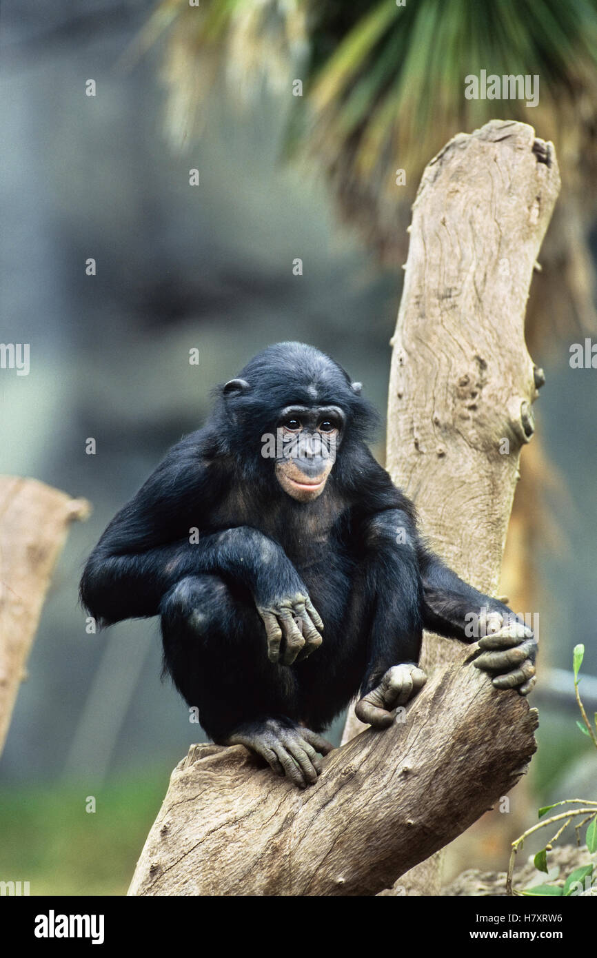 Bonobo (Pan paniscus) young, native to Africa Stock Photo - Alamy