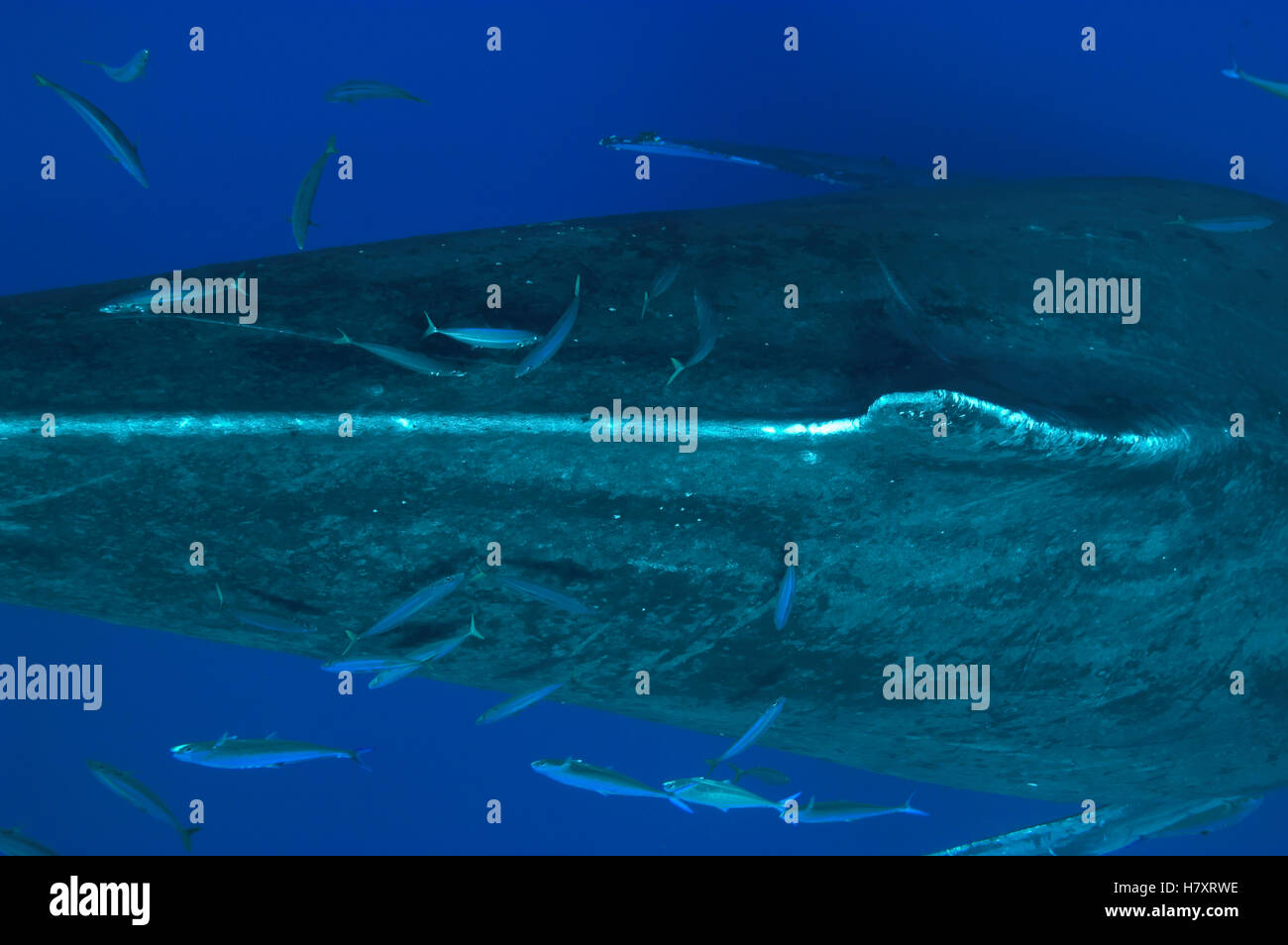Humpback Whale (Megaptera novaeangliae) with small fish feeding on ...