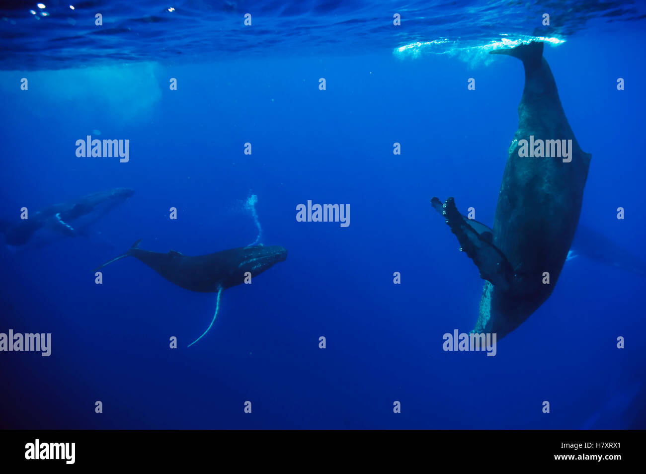 Humpback Whale (Megaptera novaeangliae) female diving near cooperative ...