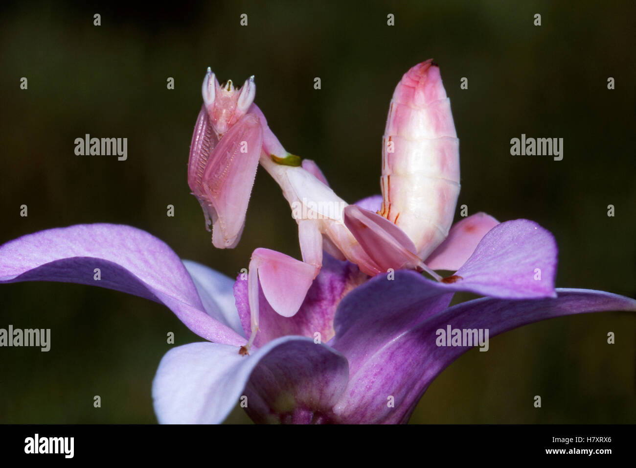 Pink orchid mantis hi-res stock photography and images - Alamy