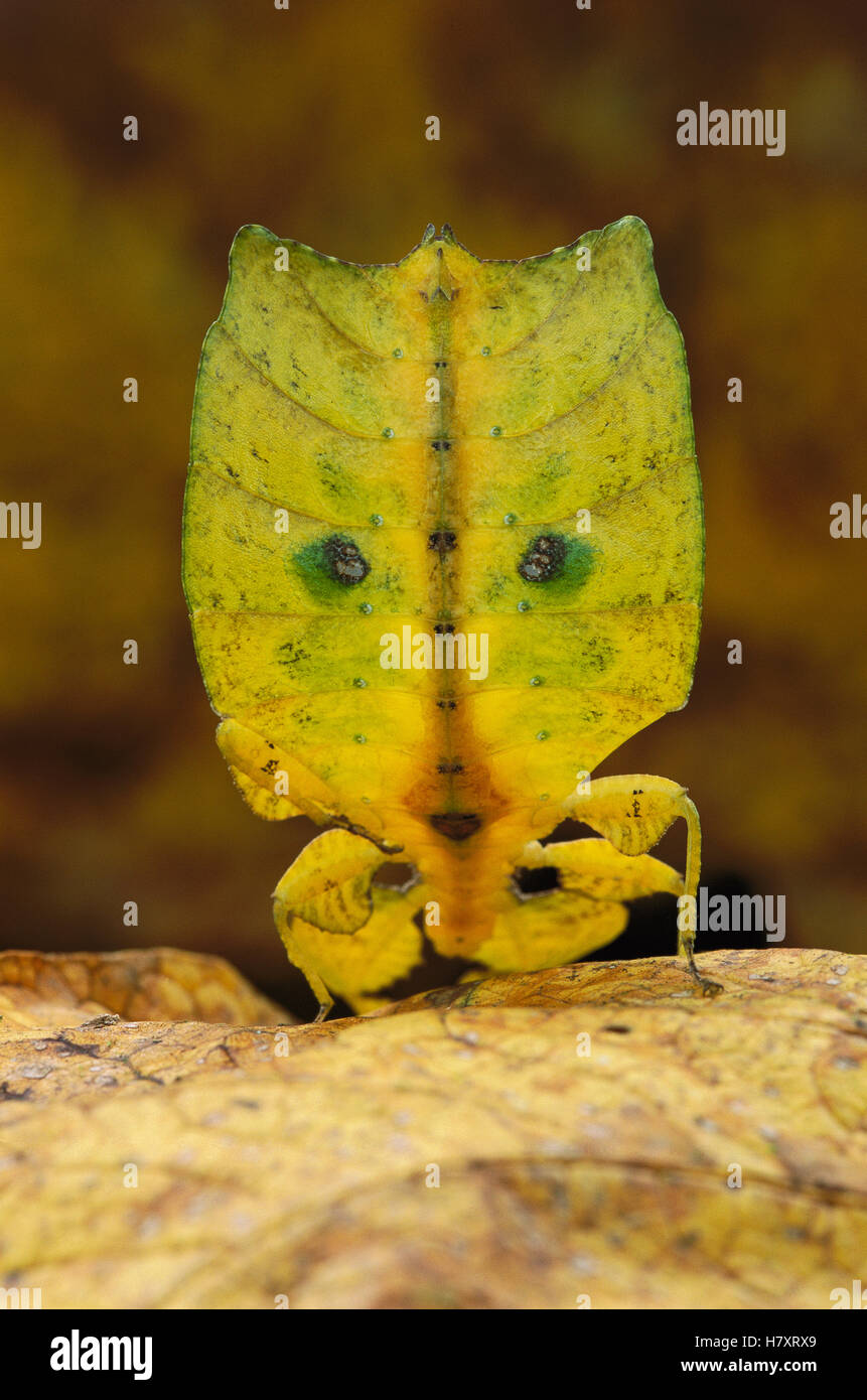 Leaf Insect (Phyllium sp) displaying tail showing false eyespots ...