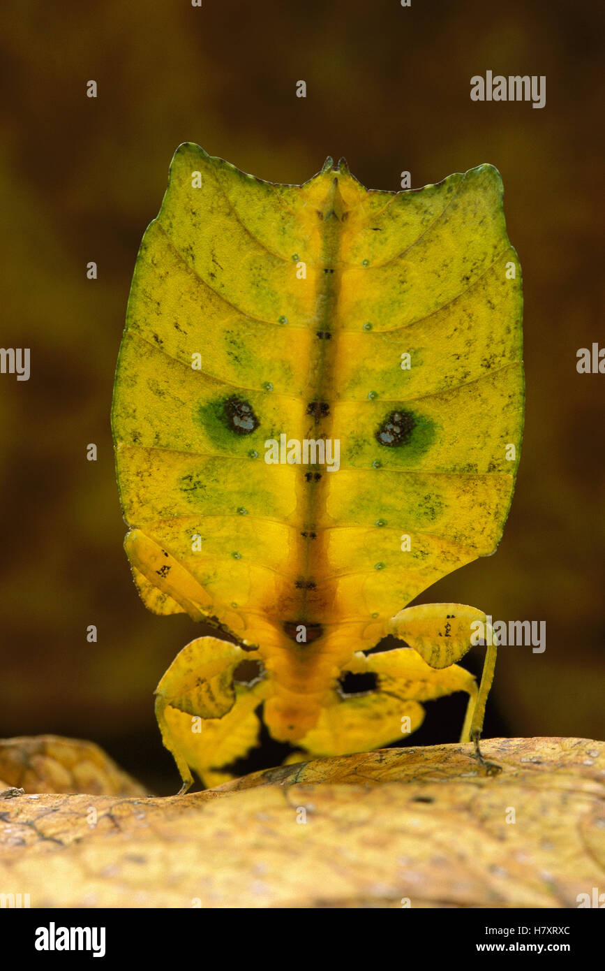 Leaf Insect (Phyllium sp) displaying tail showing false eyespots ...
