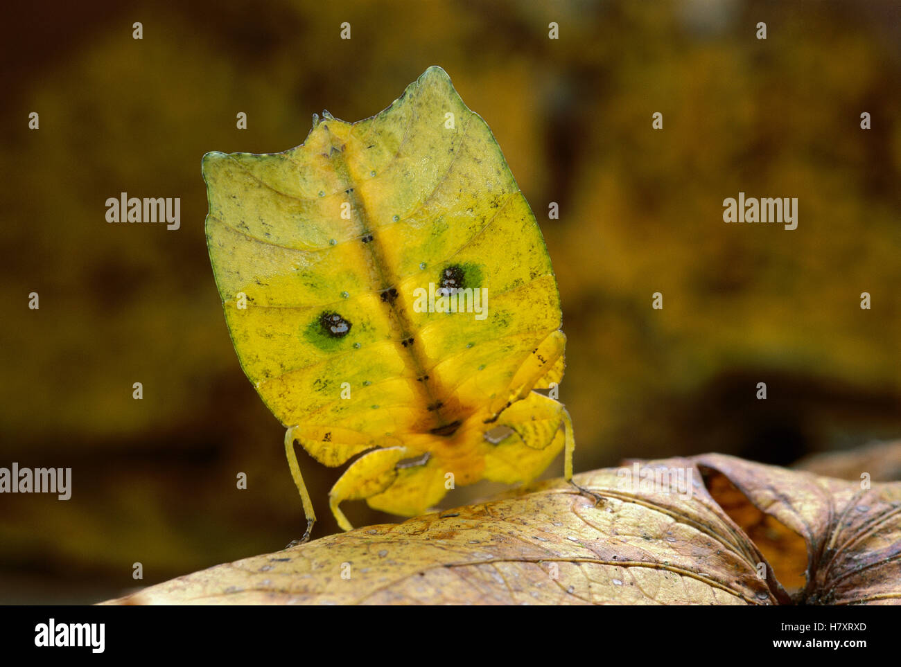 Leaf Insect (Phyllium sp) displaying tail showing false eyespots ...
