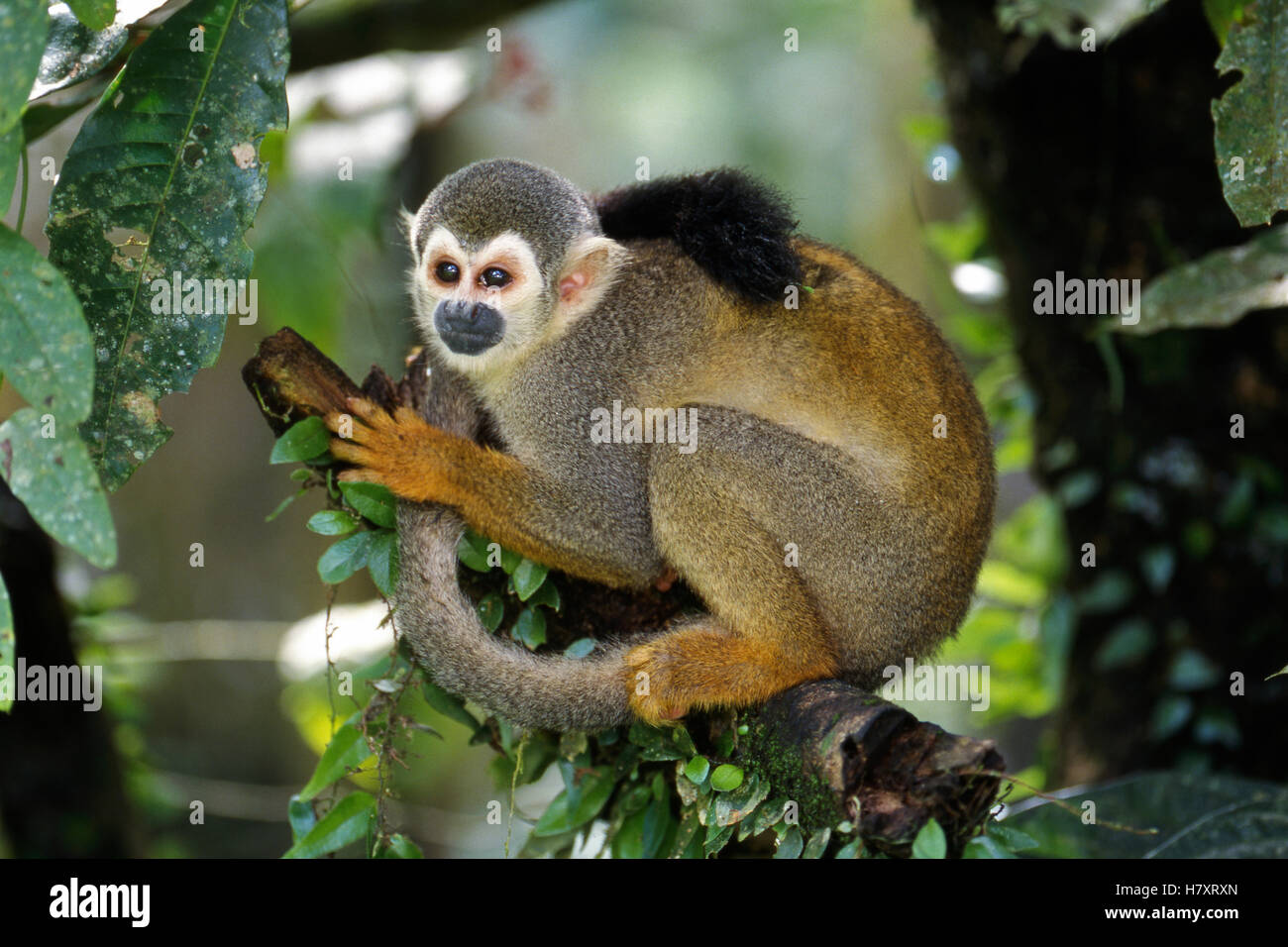 South American Squirrel Monkey (Saimiri sciureus), Amacayacu National ...