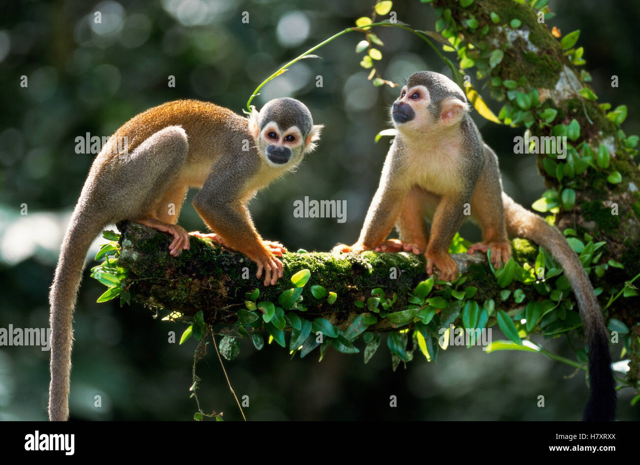 South American Squirrel Monkey (Saimiri sciureus) pair, Amacayacu ...