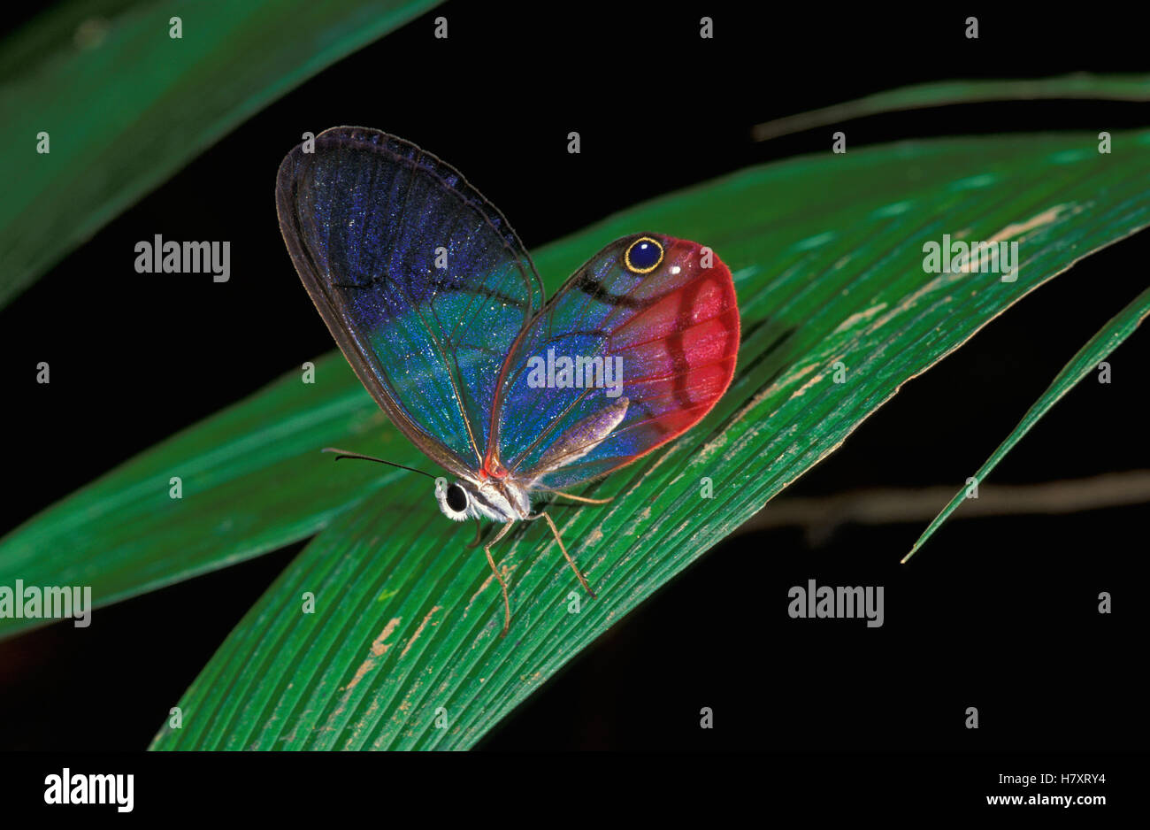 Blush Butterfly (Cithaerias menander), Braulio Carrillo National Park ...
