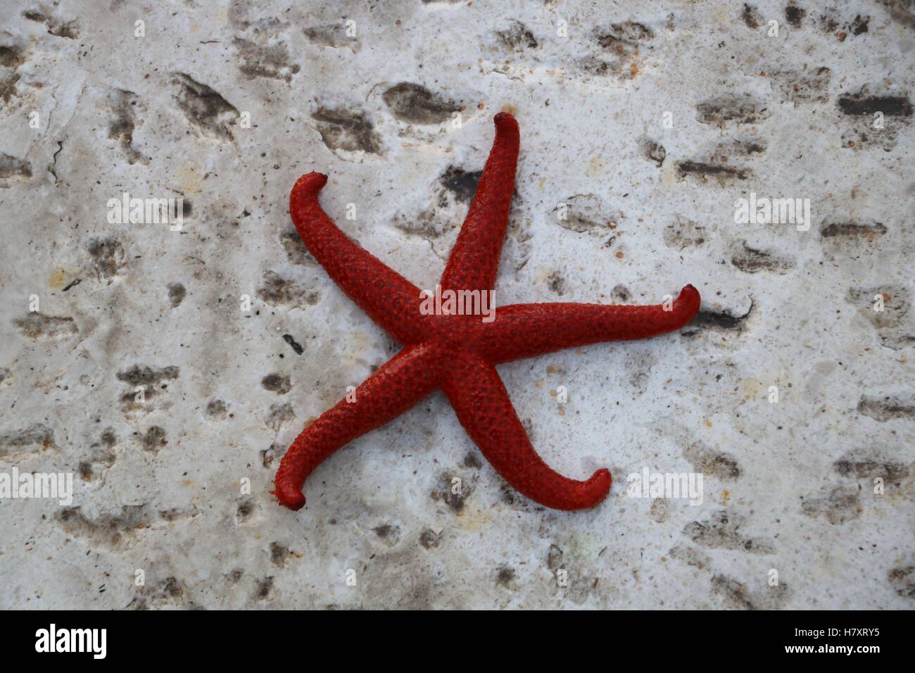 High resolution color fish hi-res stock photography and images - Alamy