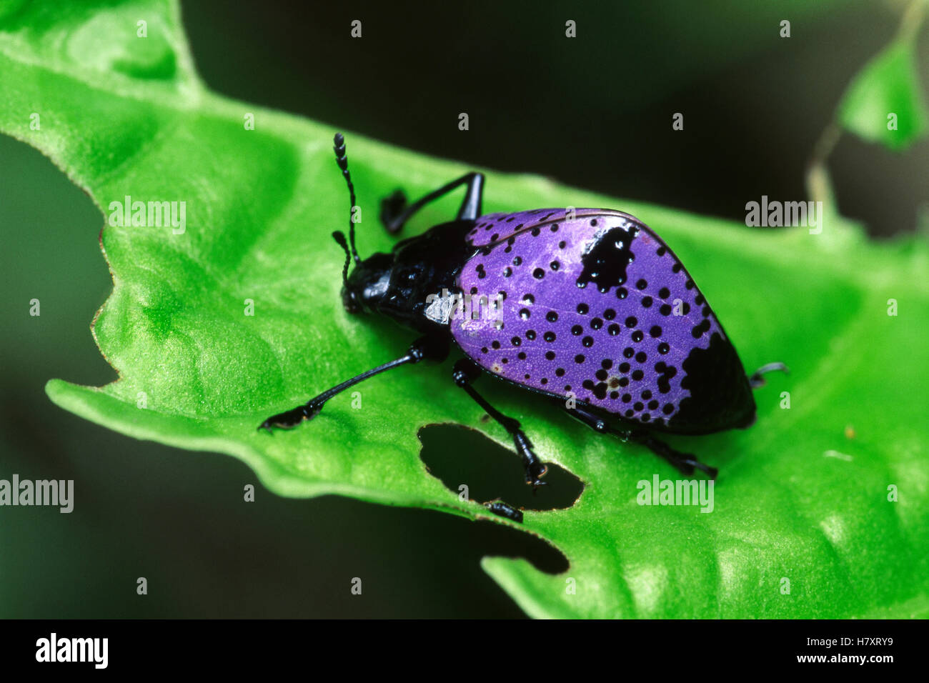 Fungus Beetle (Erotylidae), Tambopata Candamo Reserve, Peru Stock Photo ...