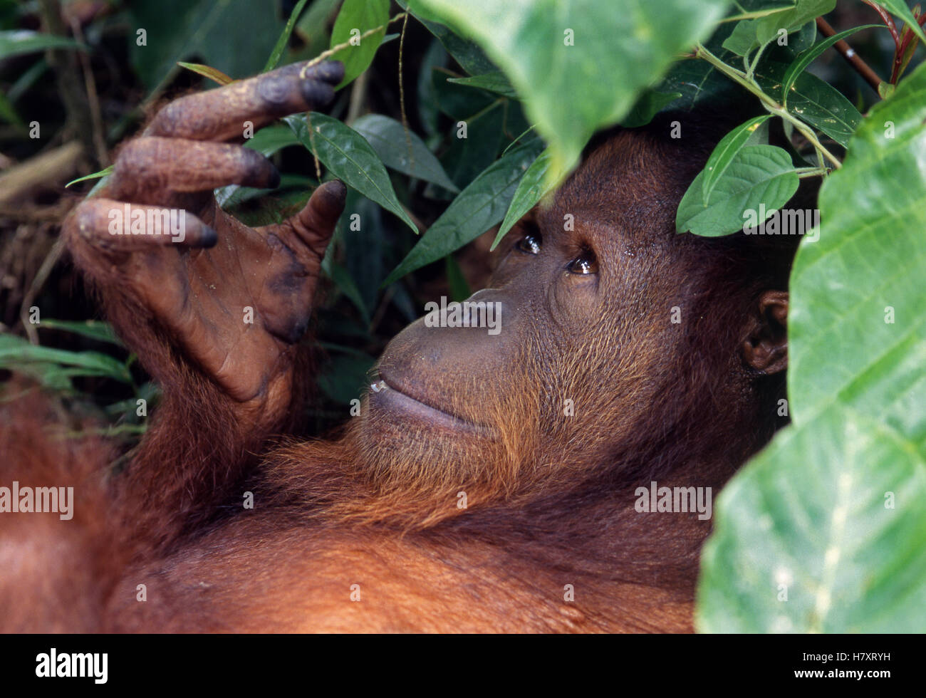 Orangutan (Pongo pygmaeus) female, Sepilok Forest Reserve, Sabah ...