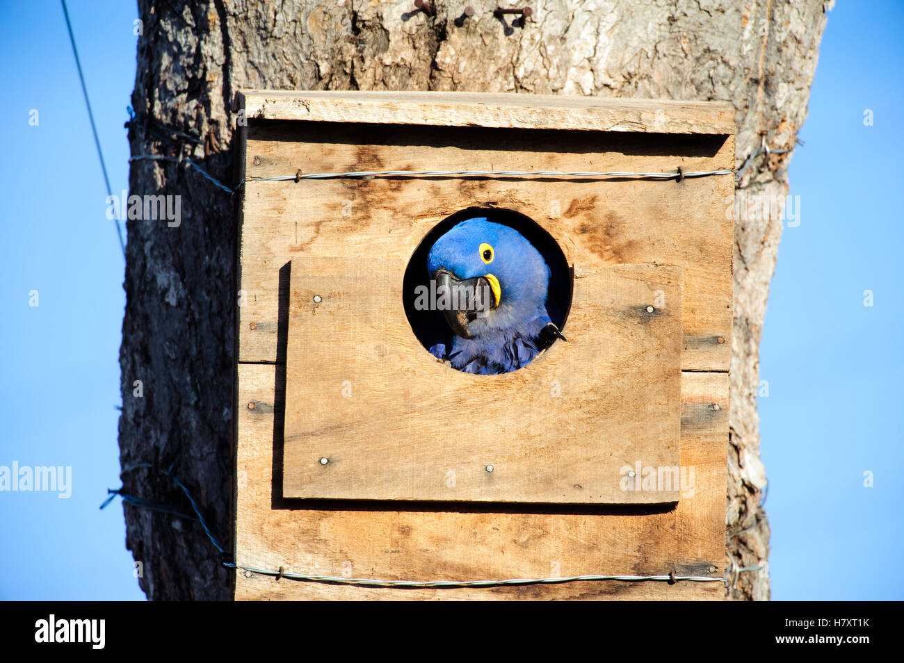 Hyacinth Macaw (Anodorhynchus hyacinthinus) emerging from nest box ...