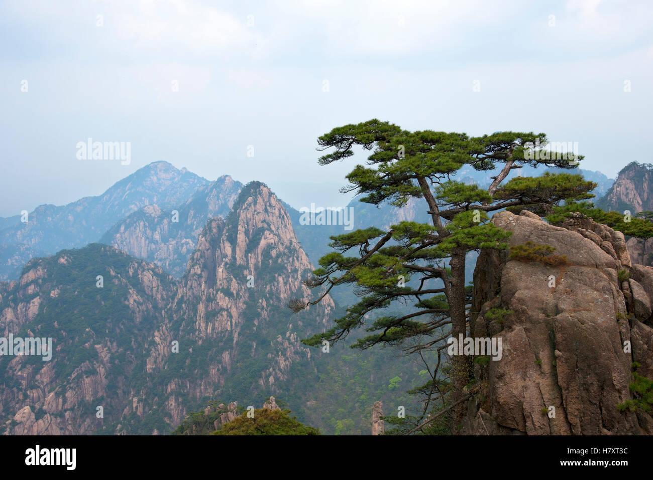 Lonely pine tree on rocks top on misty valley background. Yellow ...