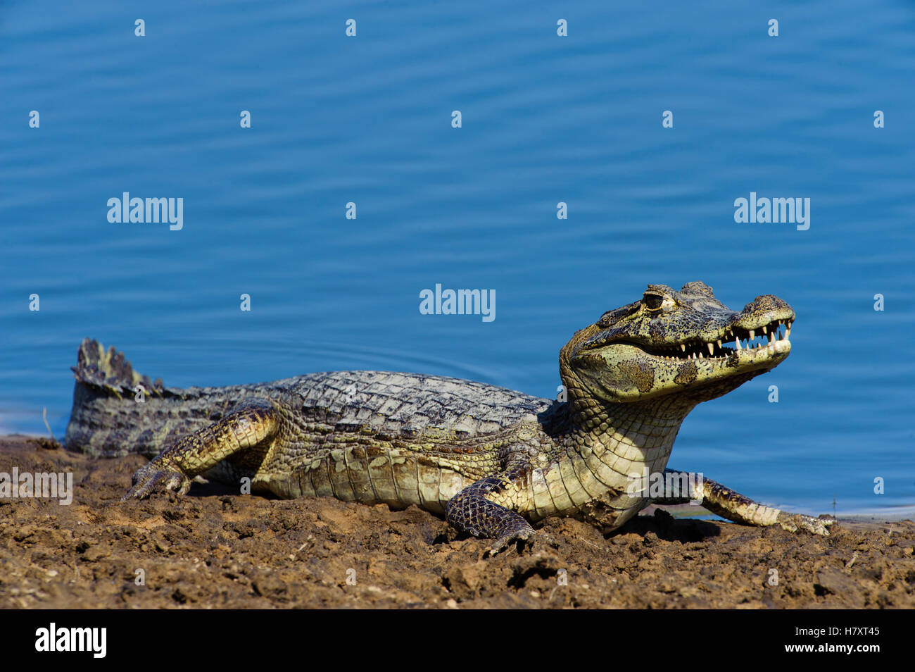 Jacare Caiman (Caiman yacare) on shore, Pantanal, Brazil Stock Photo ...
