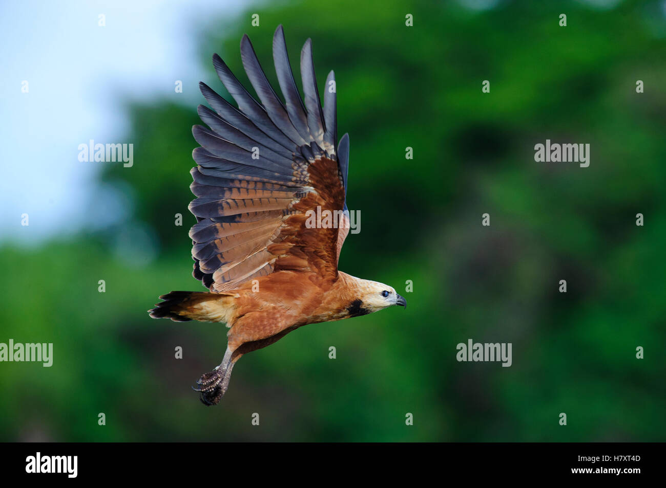 Black-collared Hawk (Busarellus nigricollis) flying, Pantanal, Brazil ...