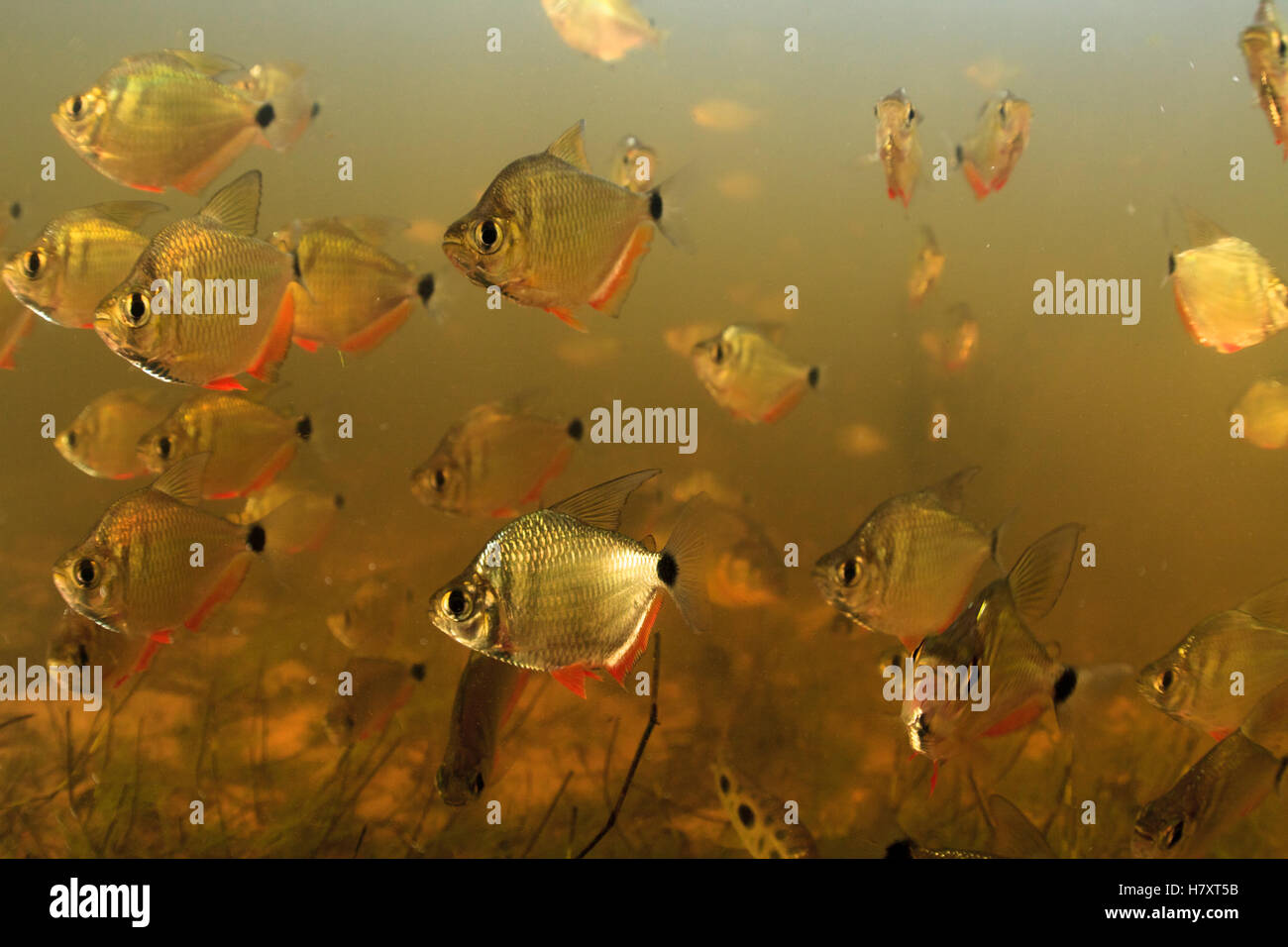 Silver Tetra (Tetragonopterus argenteus) school, Pantanal, Brazil Stock ...