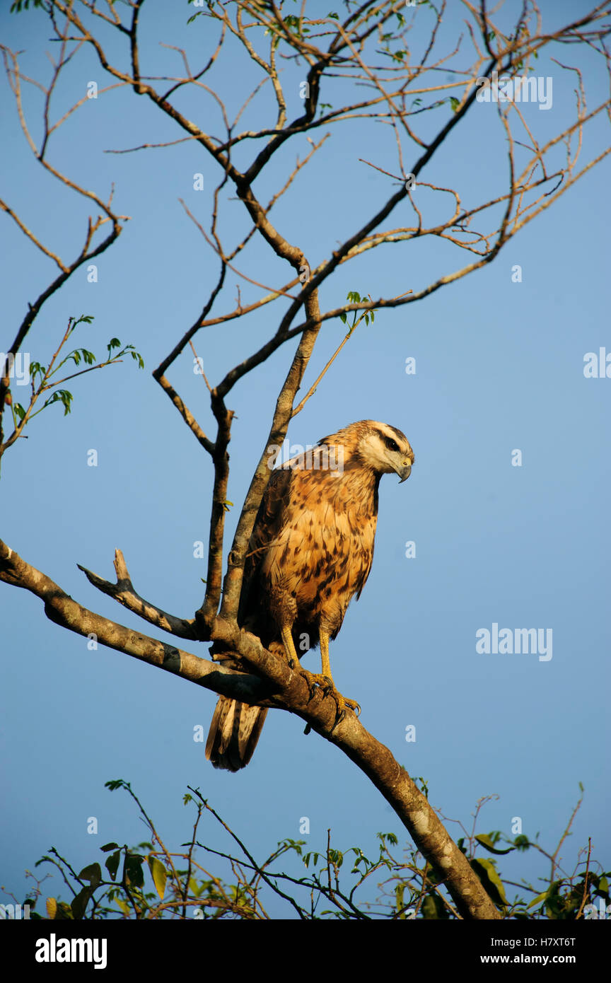 Savannah Hawk (Buteogallus meridionalis), Pantanal, Brazil Stock Photo ...