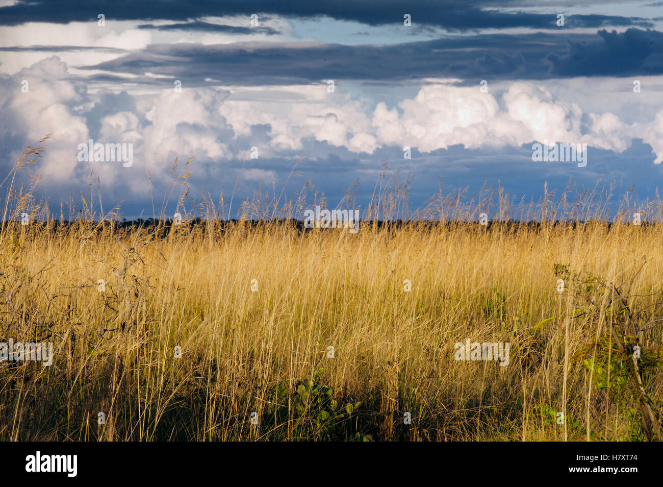 Cerrado ecosystem, Emas National Park, Brazil Stock Photo - Alamy