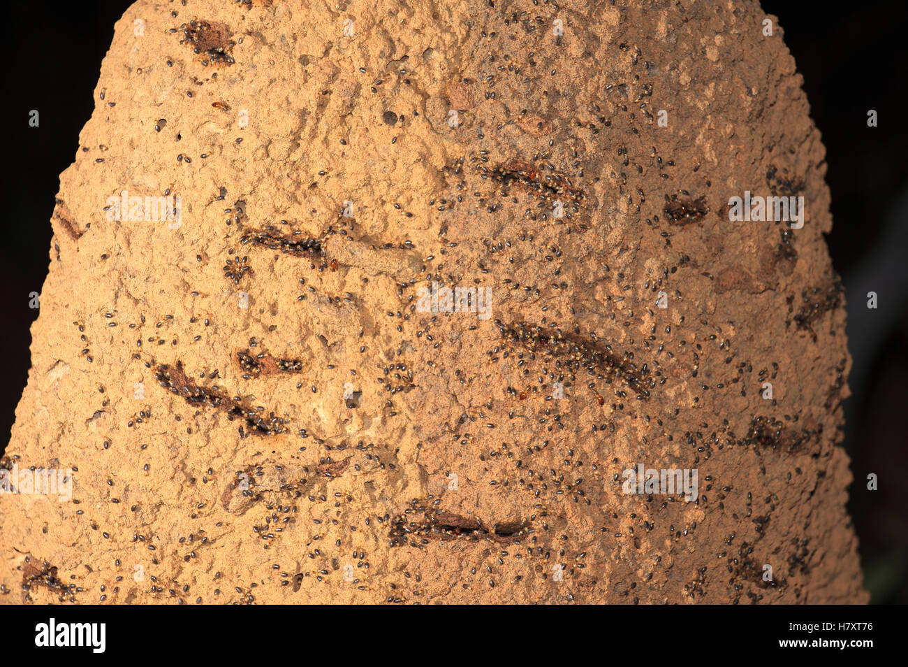 Termites reconstructing mound just destroyed by giant anteater, Emas ...