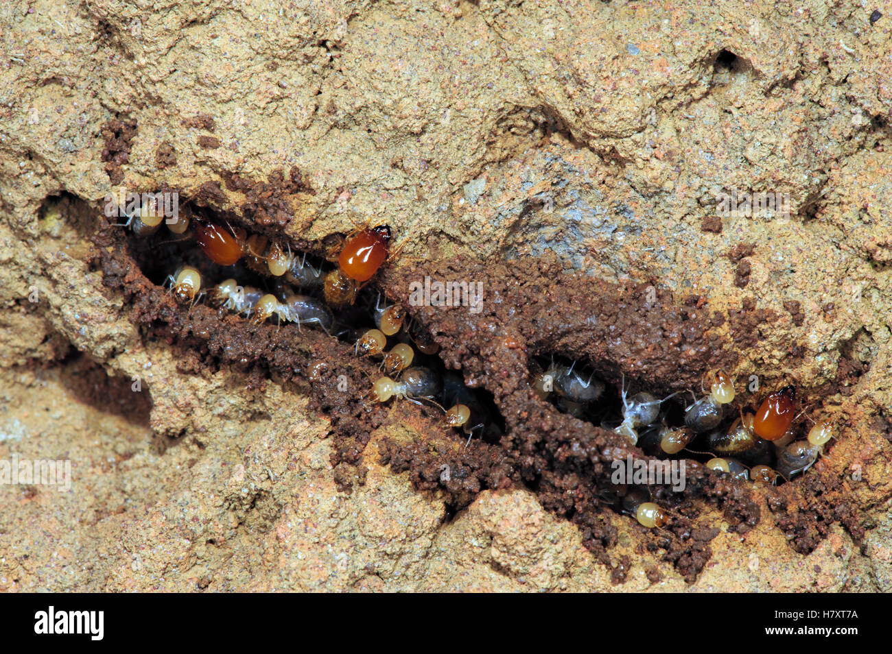 Termites reconstructing mound just destroyed by giant anteater, Emas ...