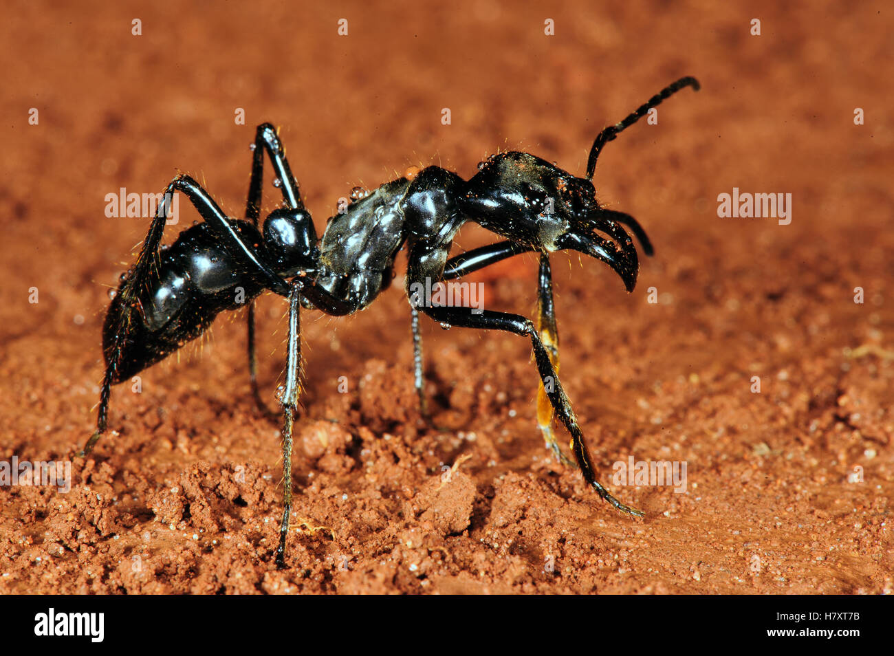Leafcutter Ant (Atta sp), Cerrado ecosystem, Emas National Park, Brazil ...