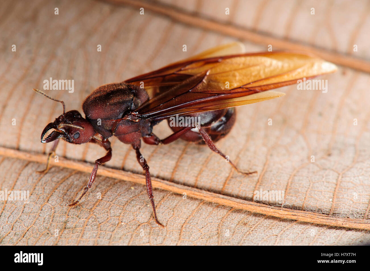 Leafcutter Ant (Atta sp) winged female in atlantic rainforest, Brazil ...