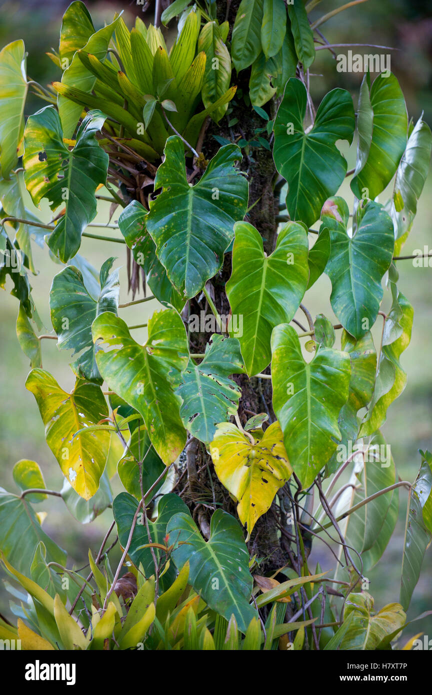 Arum (Araceae) leaves, Serra de Bocaina, Brazil Stock Photo - Alamy