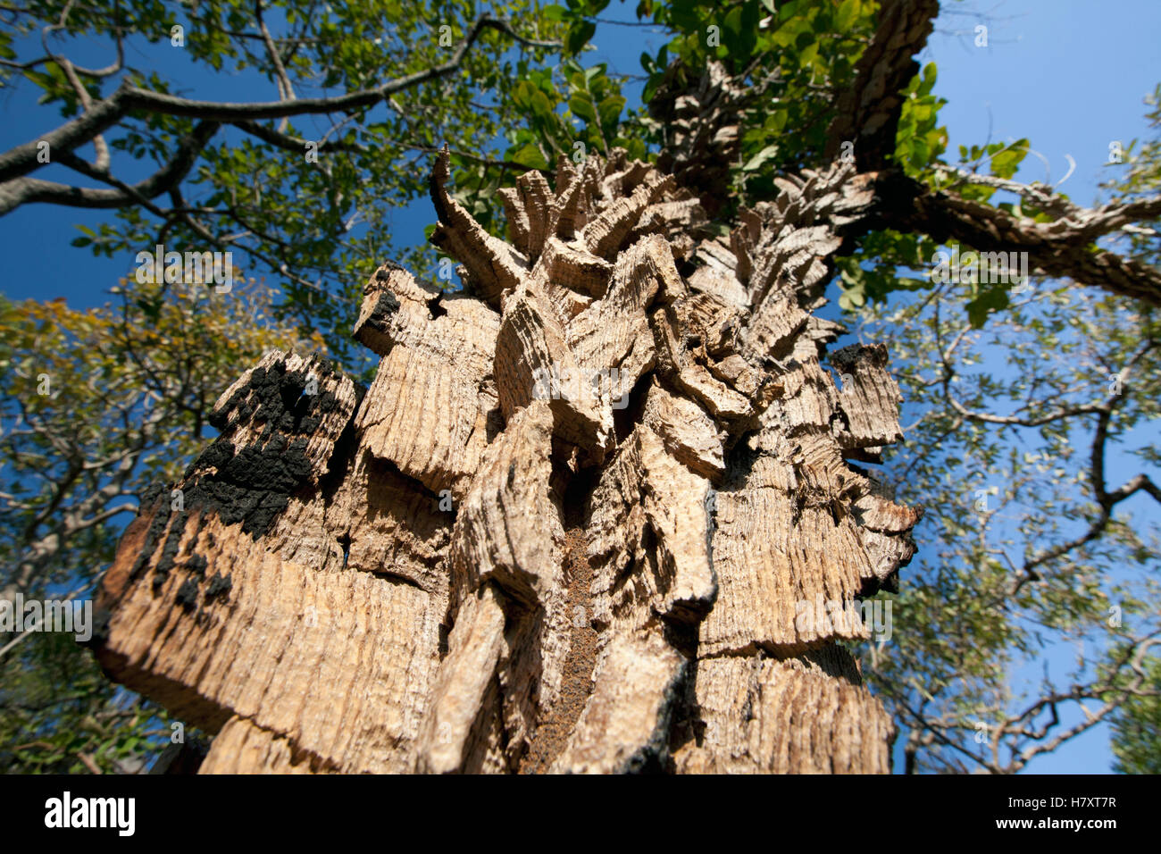 Unusual tree bark, Cerrado ecosystem, Serra do Tombador, Goias State ...