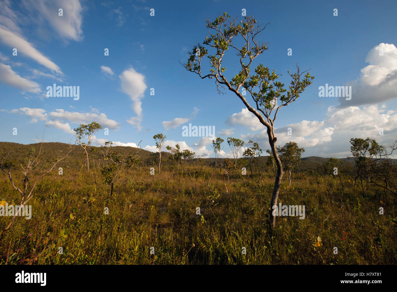 Cerrado ecosystem, Serra do Tombador, Goias State, Brazil Stock Photo ...