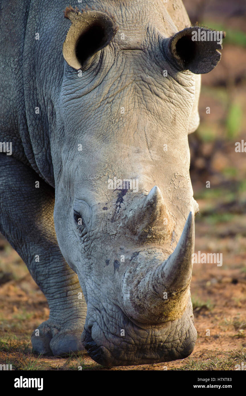 White Rhinoceros (Ceratotherium simum), Shamwari Game Reserve, South ...