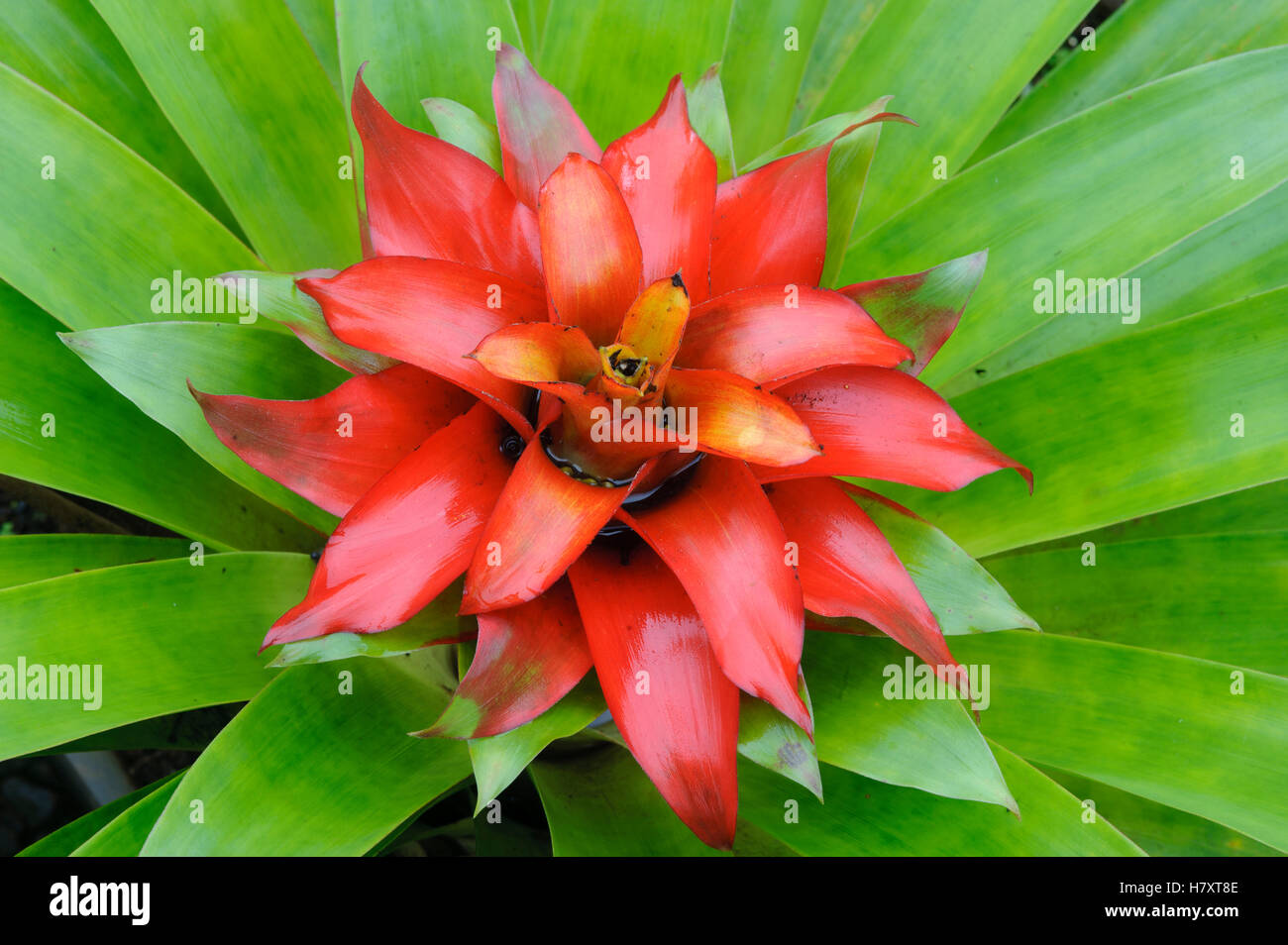 Bromeliad (Bromeliaceae) flowering in atlantic rainforest, Brazil Stock ...