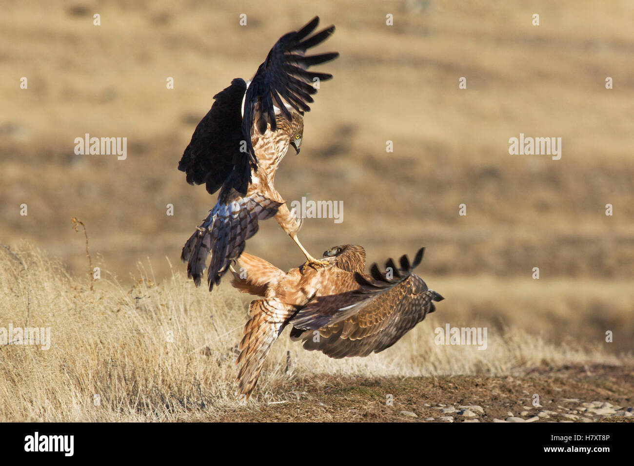 Swamp Harrier (Circus approximans) pair fighting, New Zealand Stock ...
