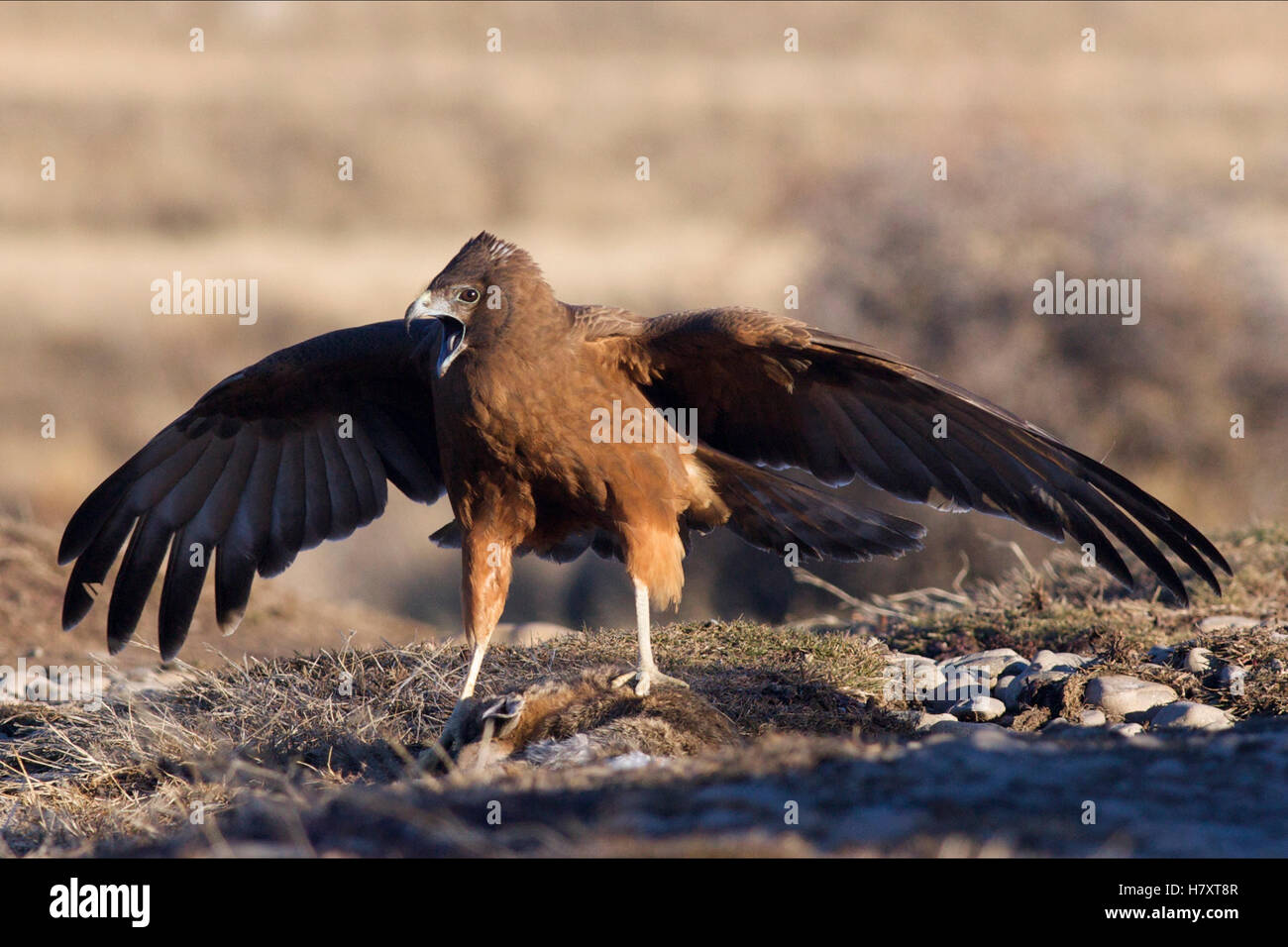 Swamp Harrier (Circus approximans) calling during threat display, New ...