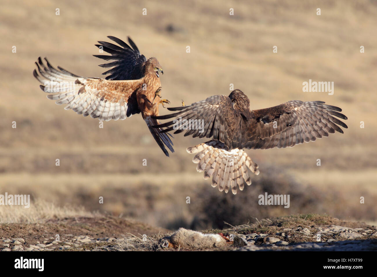 Swamp Harrier (Circus approximans) pair fighting, New Zealand Stock ...