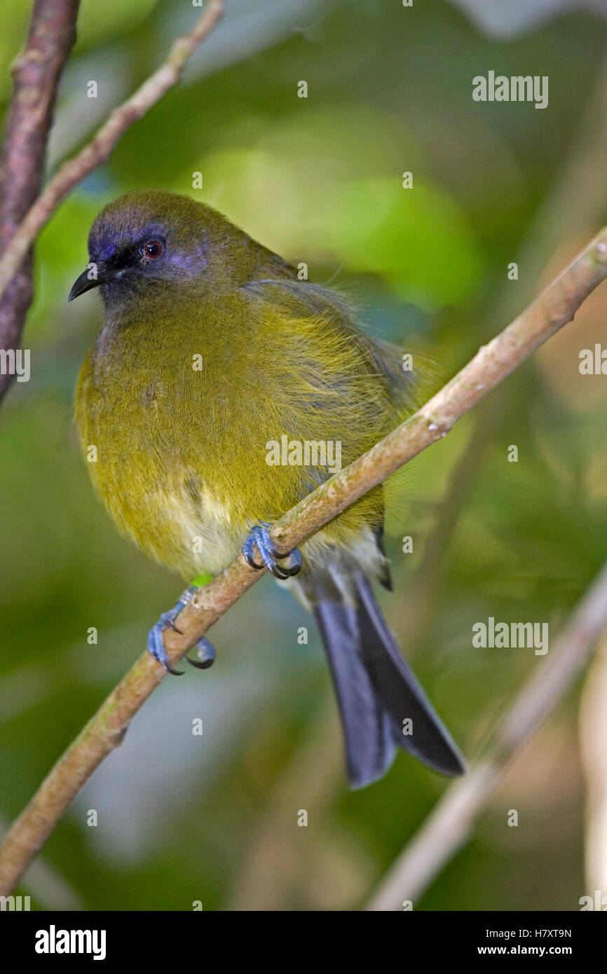 New Zealand Bellbird (Anthornis melanura) male, Wellington, New Zealand ...