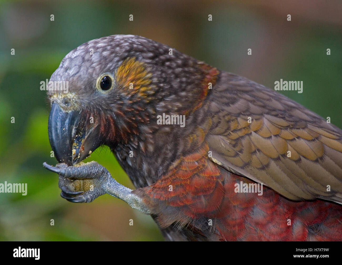 North Island Kaka (Nestor meridionalis septentrionalis) feeding, New ...