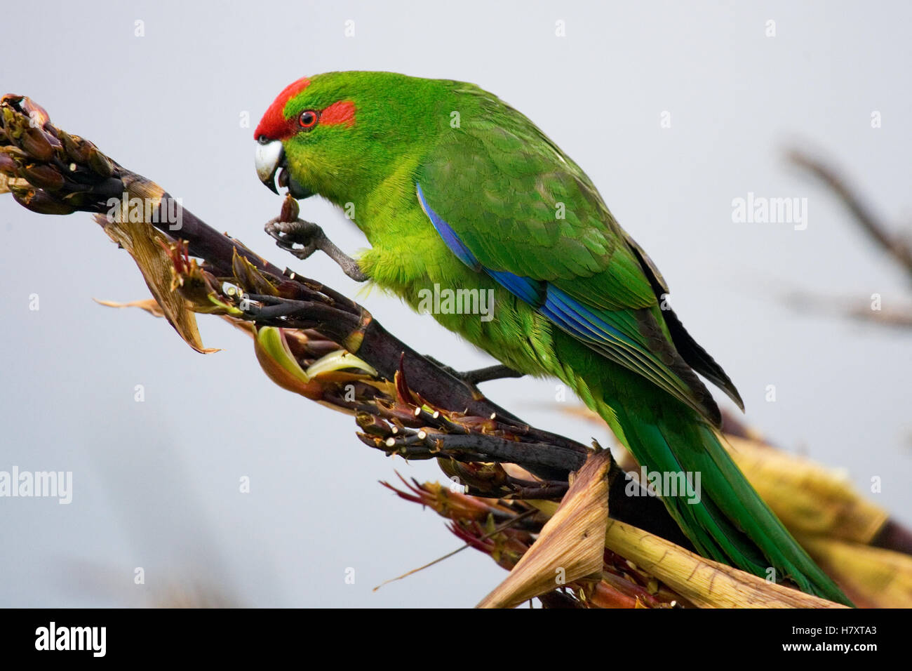 Red-fronted Parakeet (Cyanoramphus novaezelandiae) feeding, Somes ...