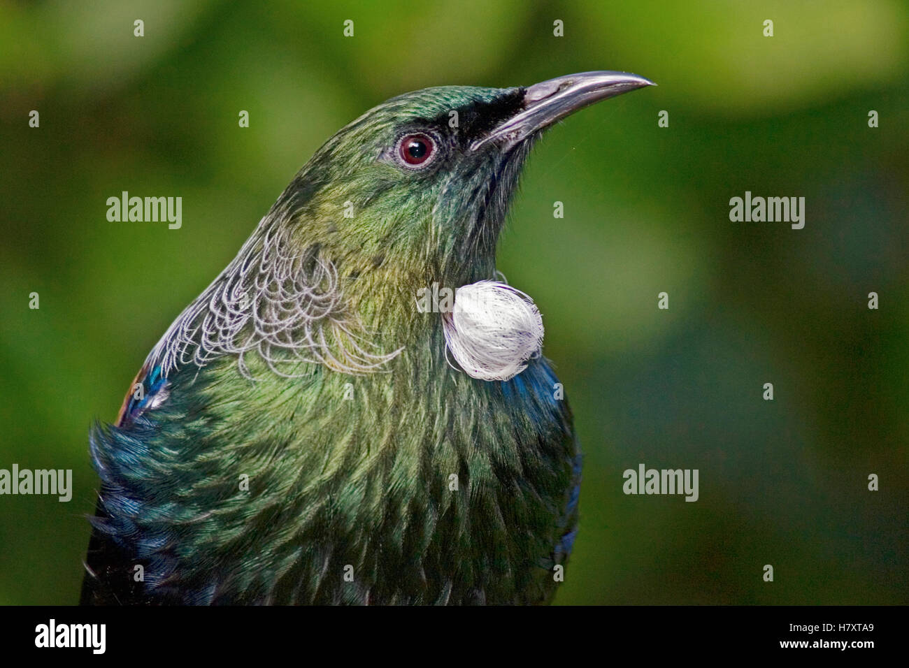 Tui (Prosthemadera novaeseelandiae) portrait, New Zealand Stock Photo ...