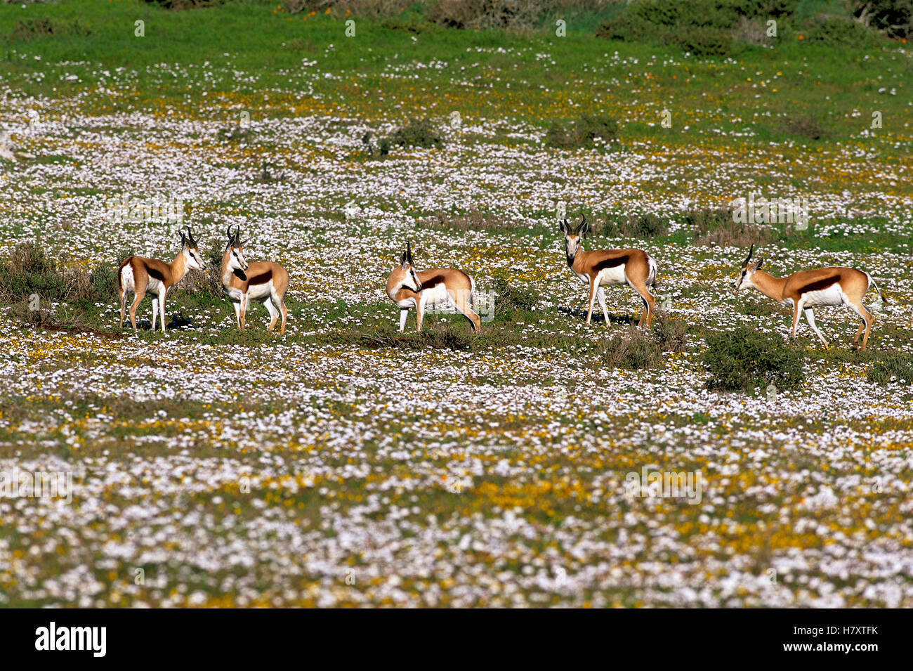 Springbok (Antidorcas marsupialis) herd in flower field, South Africa ...